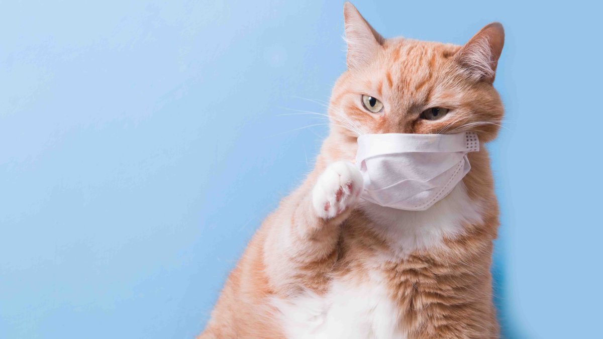 La discreta forma en que los gatos propagan el coronavirus – Telemundo ...