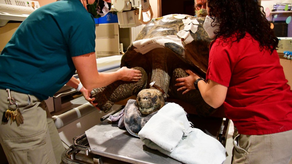 Transportan a tortuga galápagos a laboratorio de rayos X – Telemundo El ...