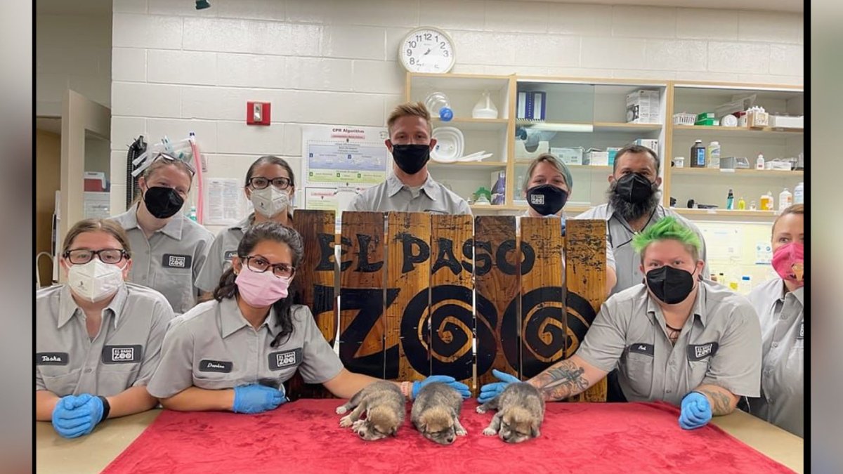 El Zoológico de El Paso libera a tres lobos grises mexicanos ...