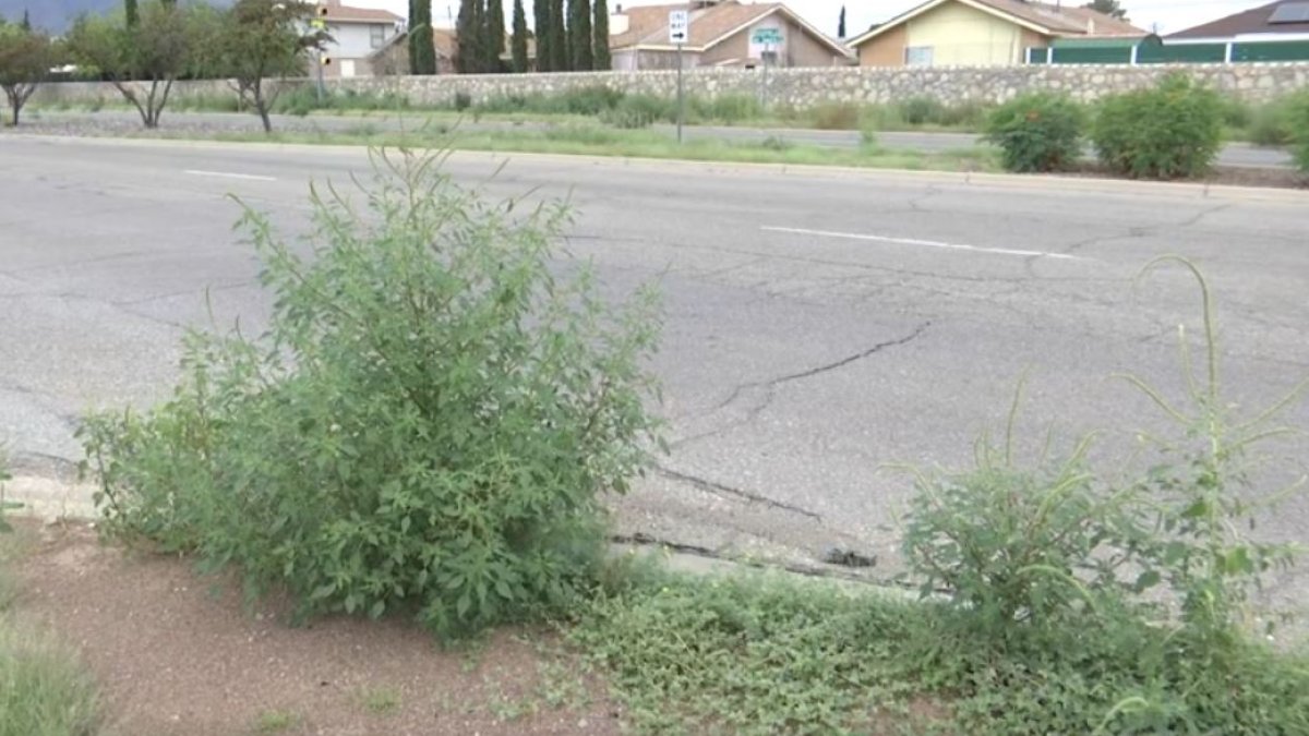 Esto es lo que puede pasar si no cortas la maleza en El Paso ...