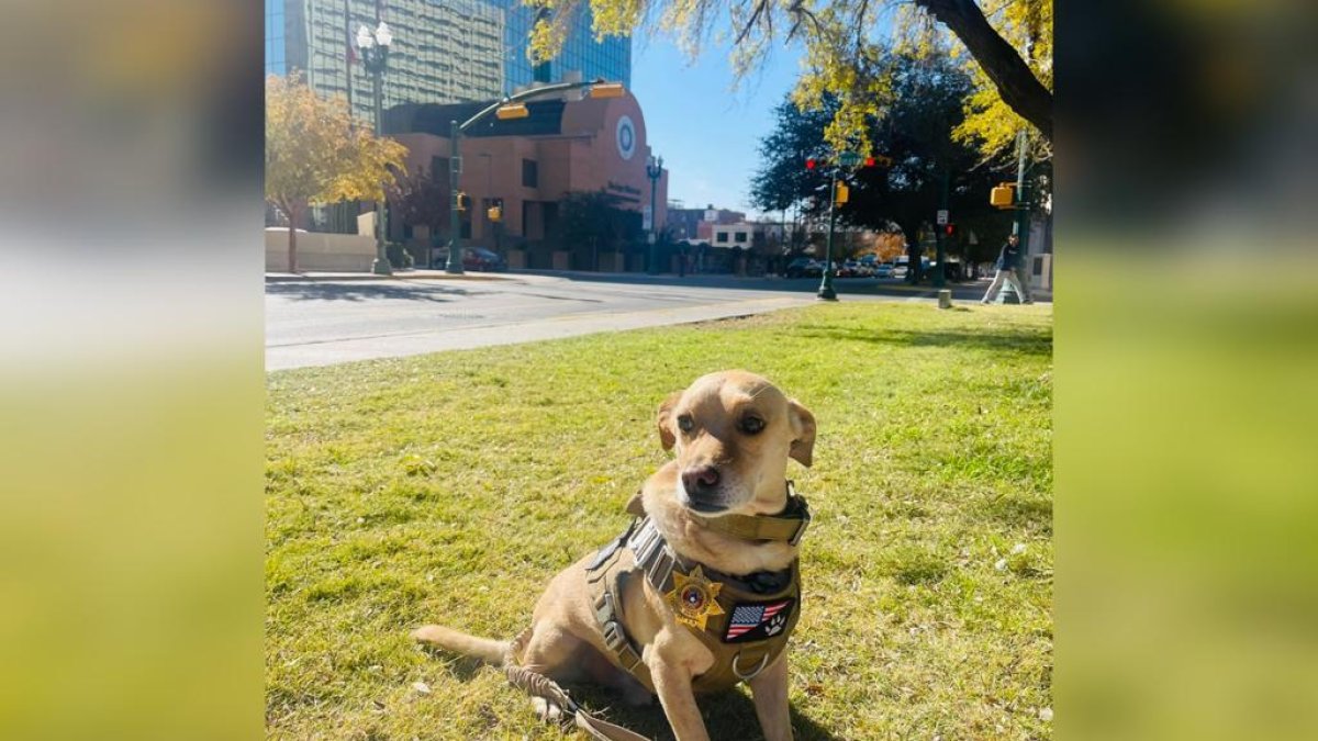 Perrito que fue víctima de crueldad animal, ahora brinda calma a niños ...