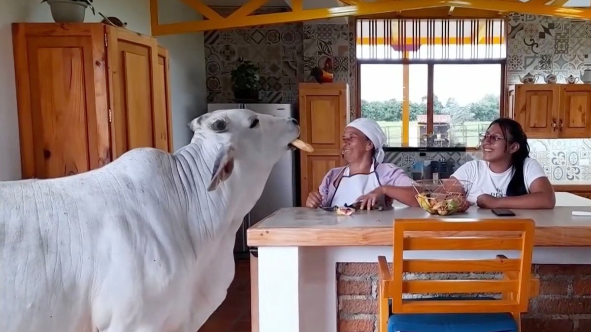 Colombia: familia tiene a una vaca como mascota – Telemundo El Paso (48)