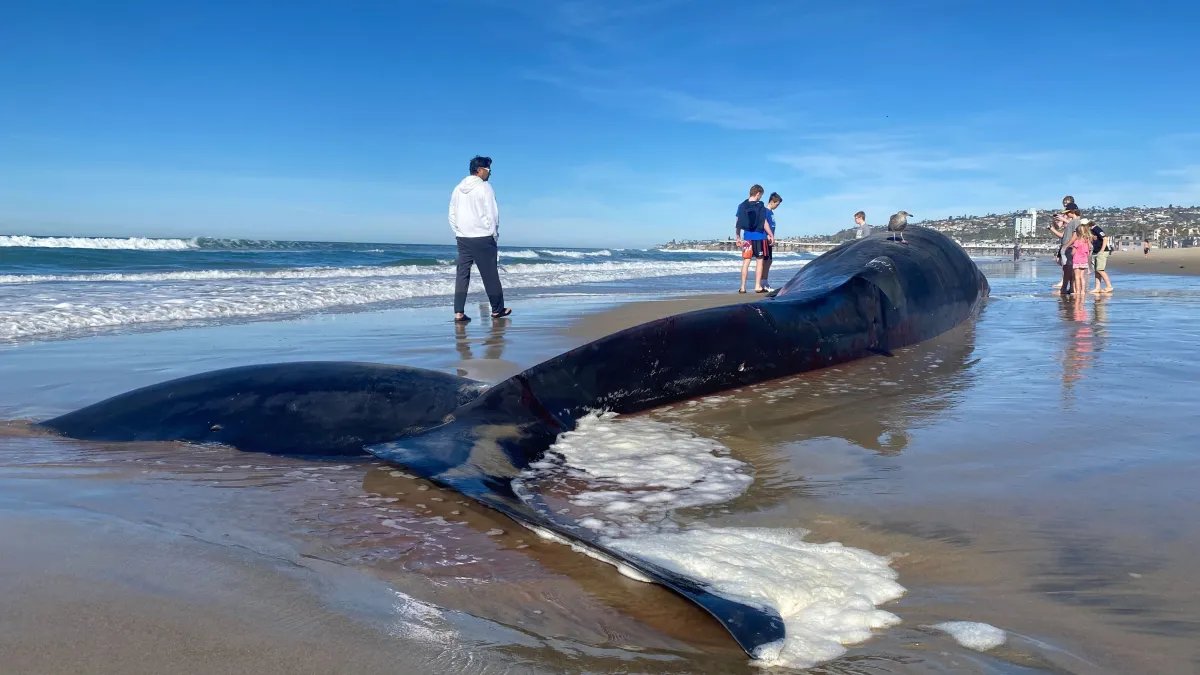 San Diego: hallan enorme ballena muerta en una playa – Telemundo El ...