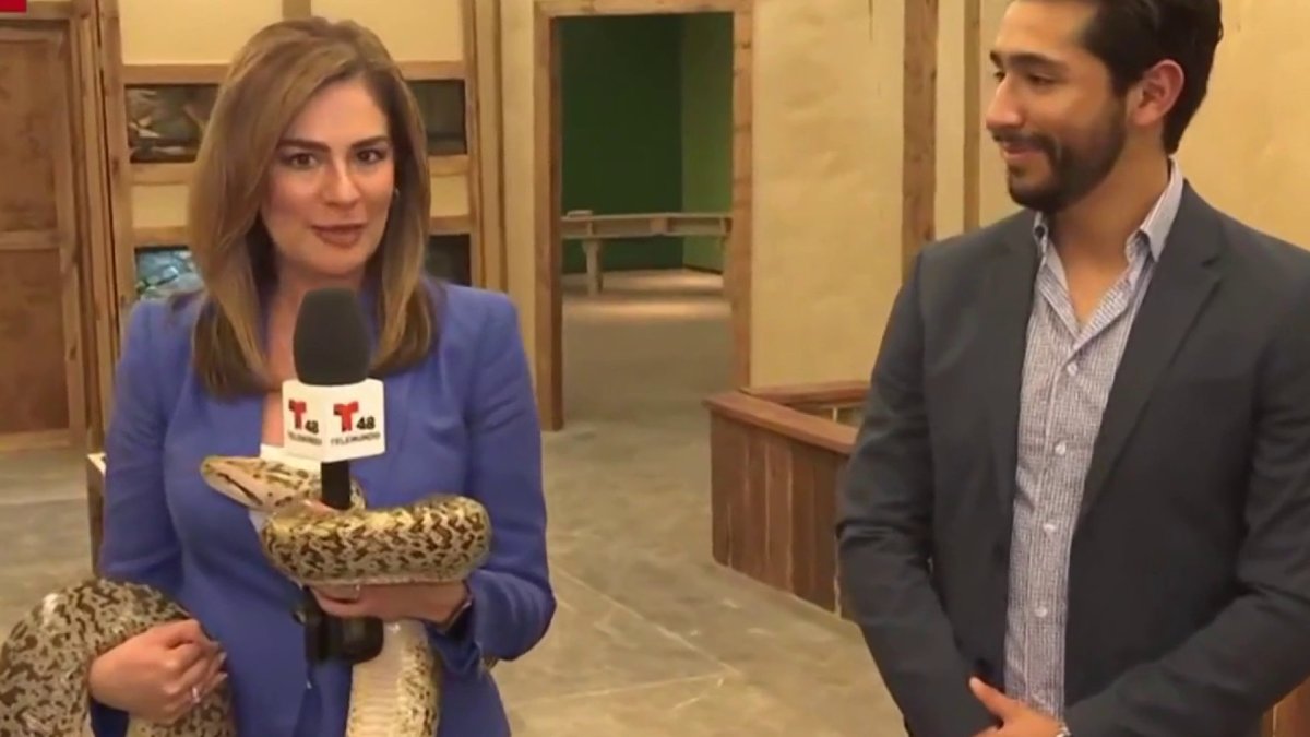 Conoce la experiencia Jungle Reef, el primer acuario interactivo en El ...