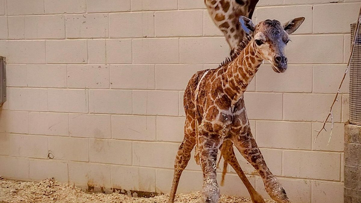 Nace jirafa en El Zoológico y Jardín Botánico de El Paso – Telemundo El Paso (48)