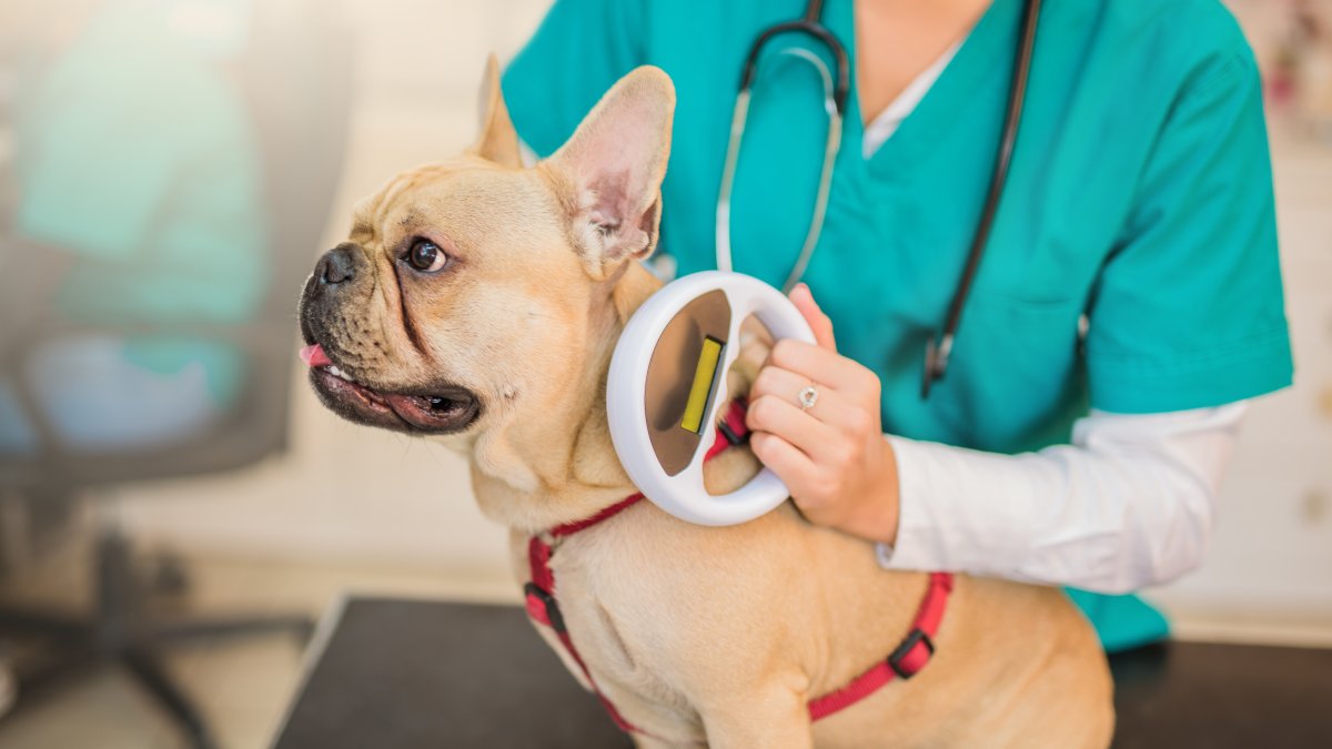 El Paso advierte que miles de mascotas llegan con microchip ...