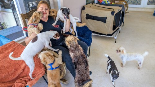 Mascotas abandonadas por deportados agravan crisis de refugios ...