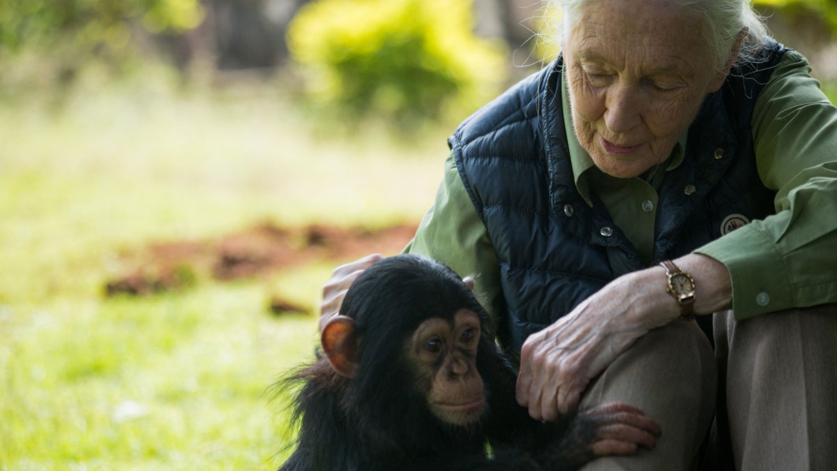 La pionera investigadora Jane Goodall muere a los 91 años – Telemundo El Paso (48)